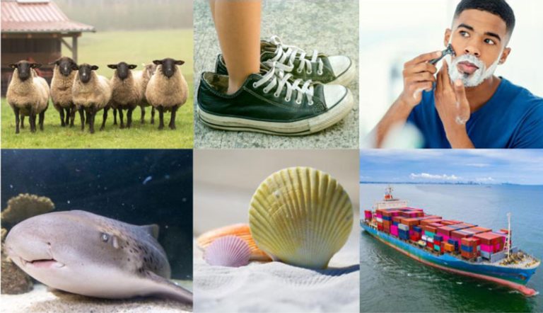 Effectively Introducing Digraph SH for the First Time - PhonoLovable ...